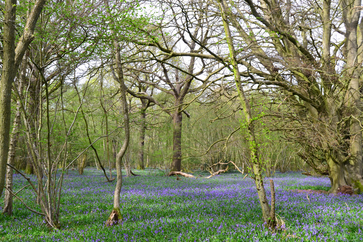 Bluebells in north-west Kent: where’s best? – Kent walks near London