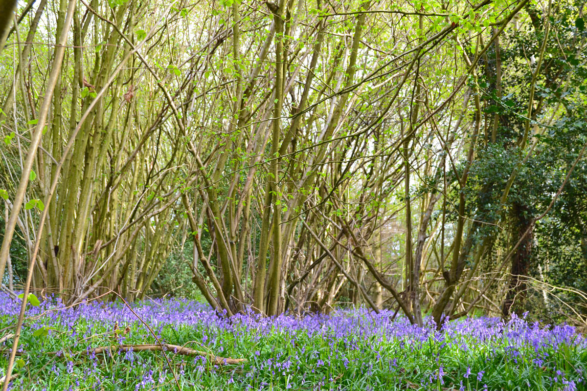 Bluebells in north-west Kent: where’s best? – Kent walks near London