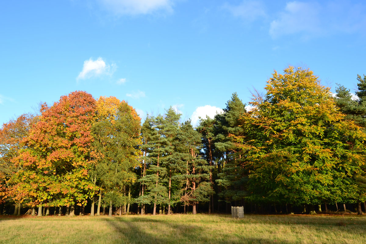 A waft of Knole – Kent walks near London