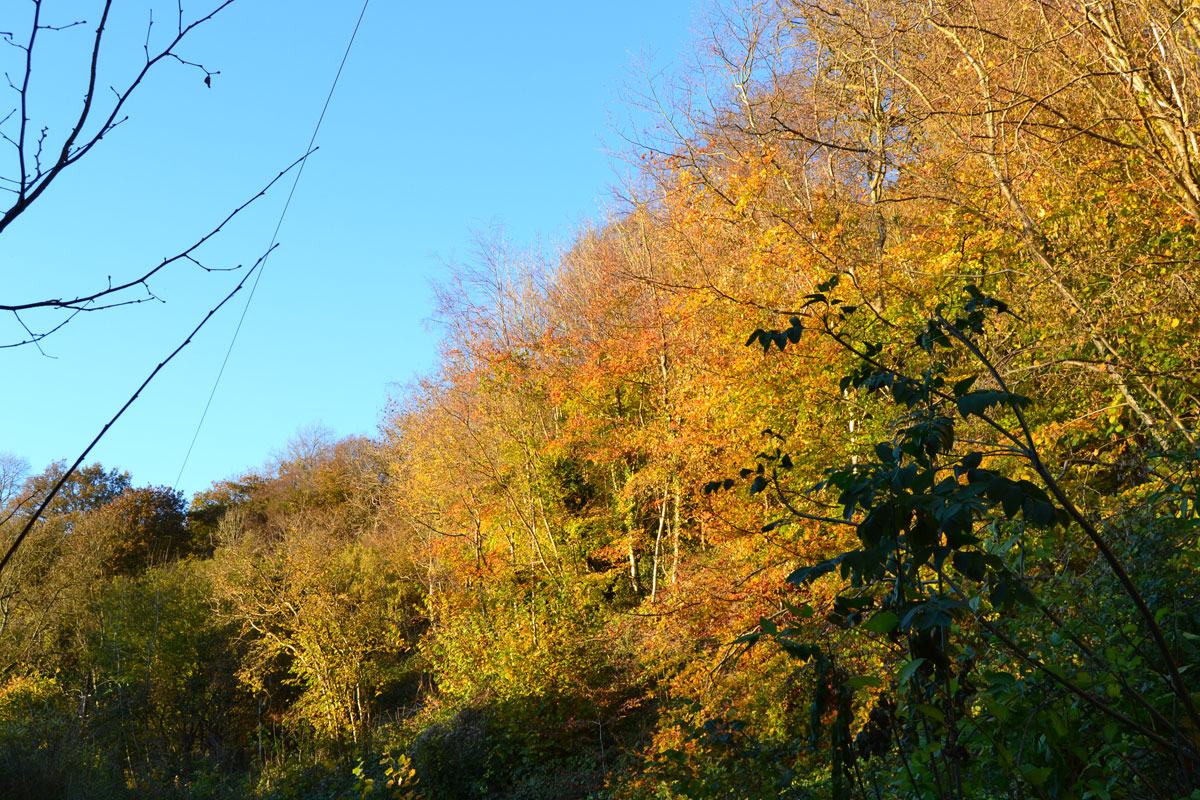 Birding on the Greensand Ridge at Underriver – Kent walks near London