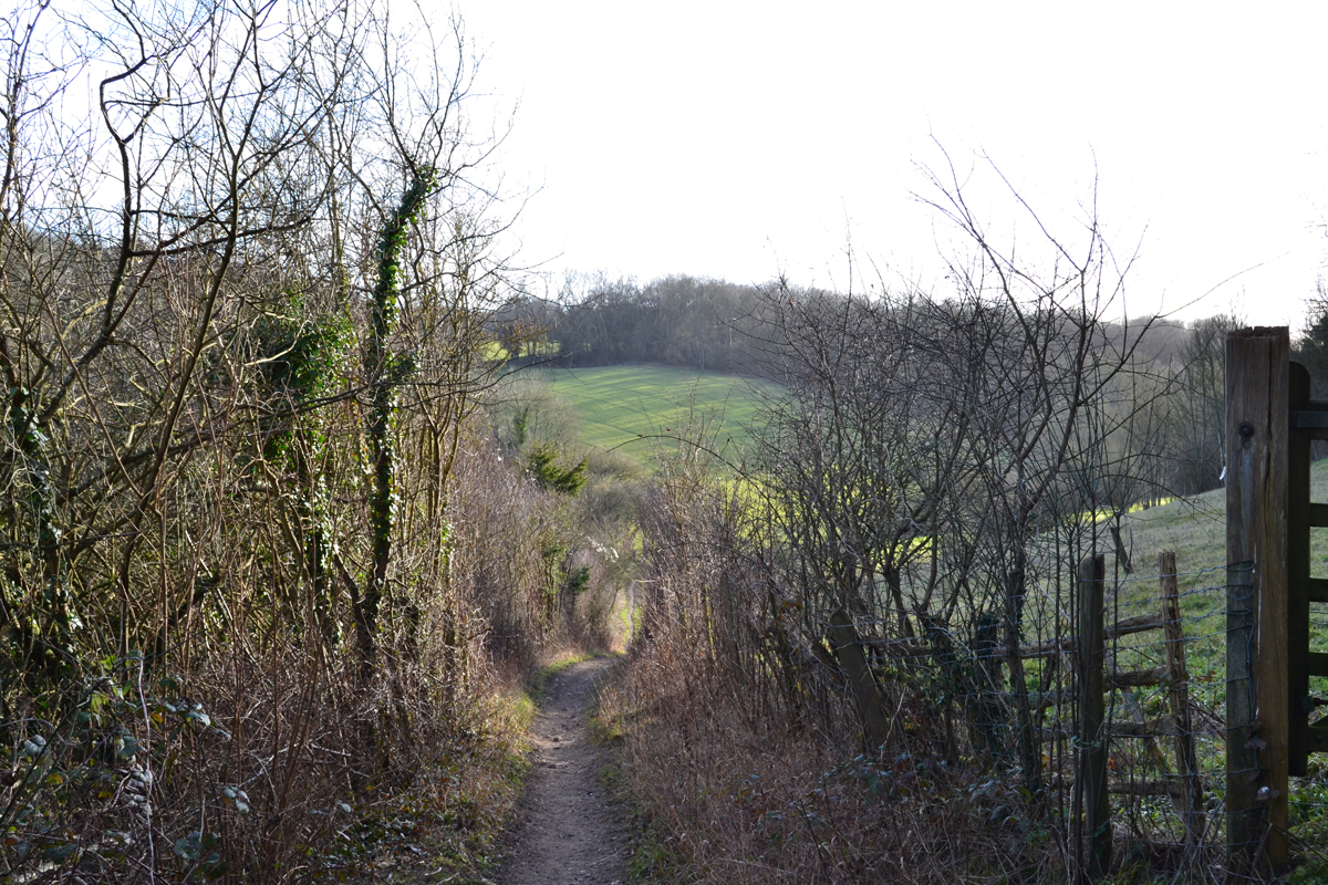 Walk 25: Cudham chalk paths – 4 miles – Kent walks near London