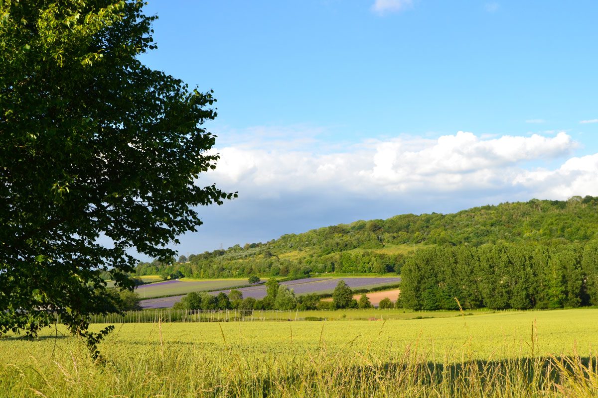 Balmy evening saunters – Kent walks near London