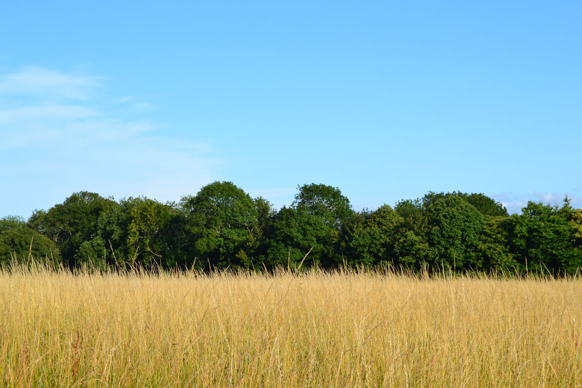 Grass and butterflies – Kent walks near London