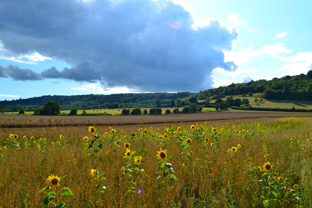darent valley – Kent walks near London