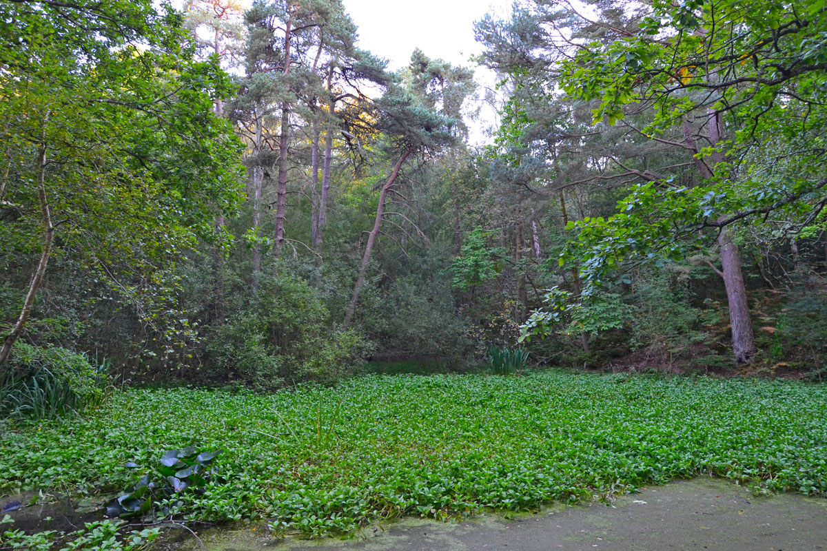 The woody wonder of ancient Oldbury: a shorter route – Kent walks near ...