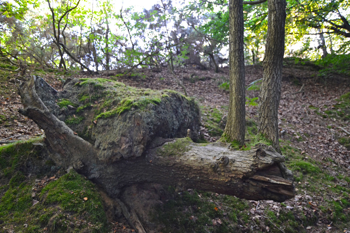 The woody wonder of ancient Oldbury: a shorter route – Kent walks near ...