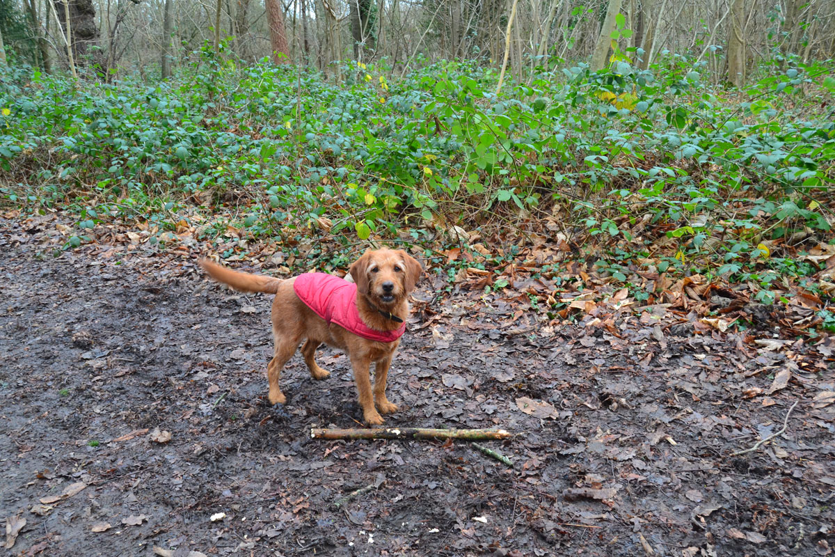 Farnborough village and High Elms circular – Kent walks near London