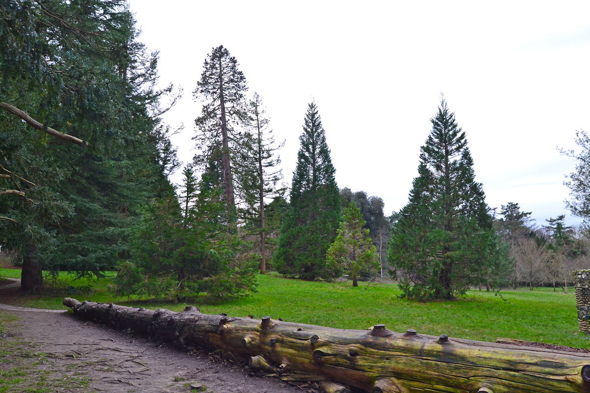 woodland walks – Kent walks near London