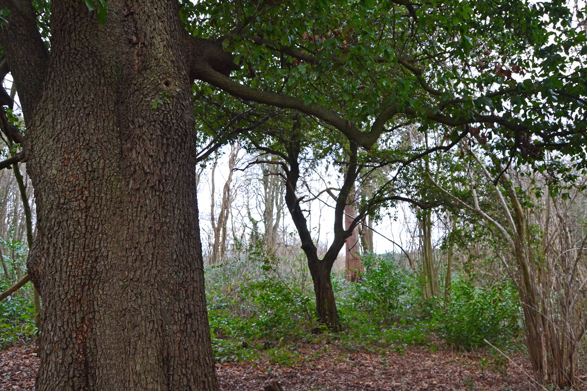 Walk 30: Farnborough village and High Elms circular – 4.1 miles – Kent ...