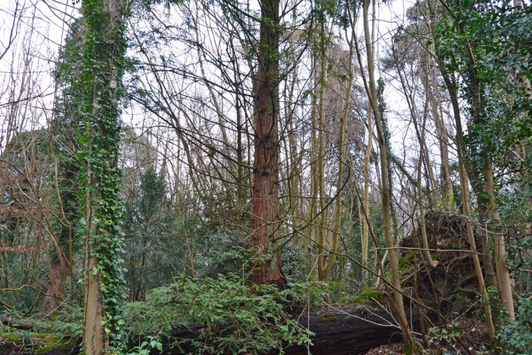 woodland walks – Kent walks near London