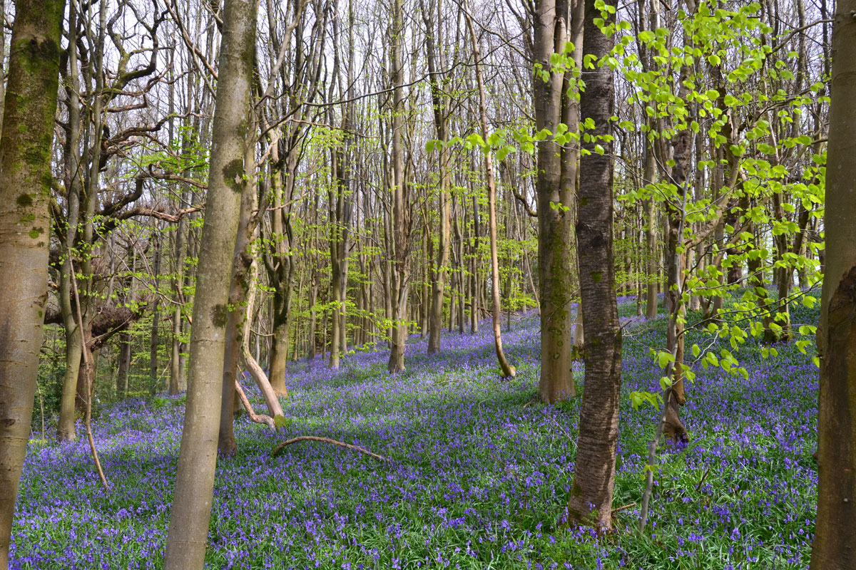 Sand, clay, chalk and bluebells – Kent walks near London