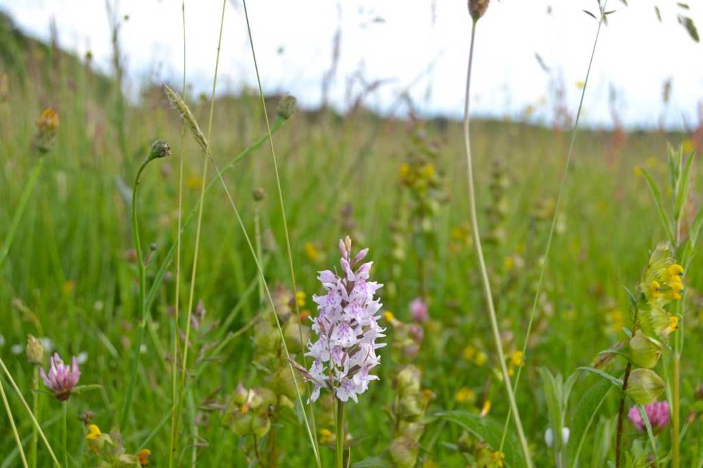 wild flowers – Kent walks near London