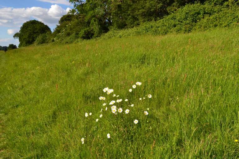 wild flowers – Kent walks near London