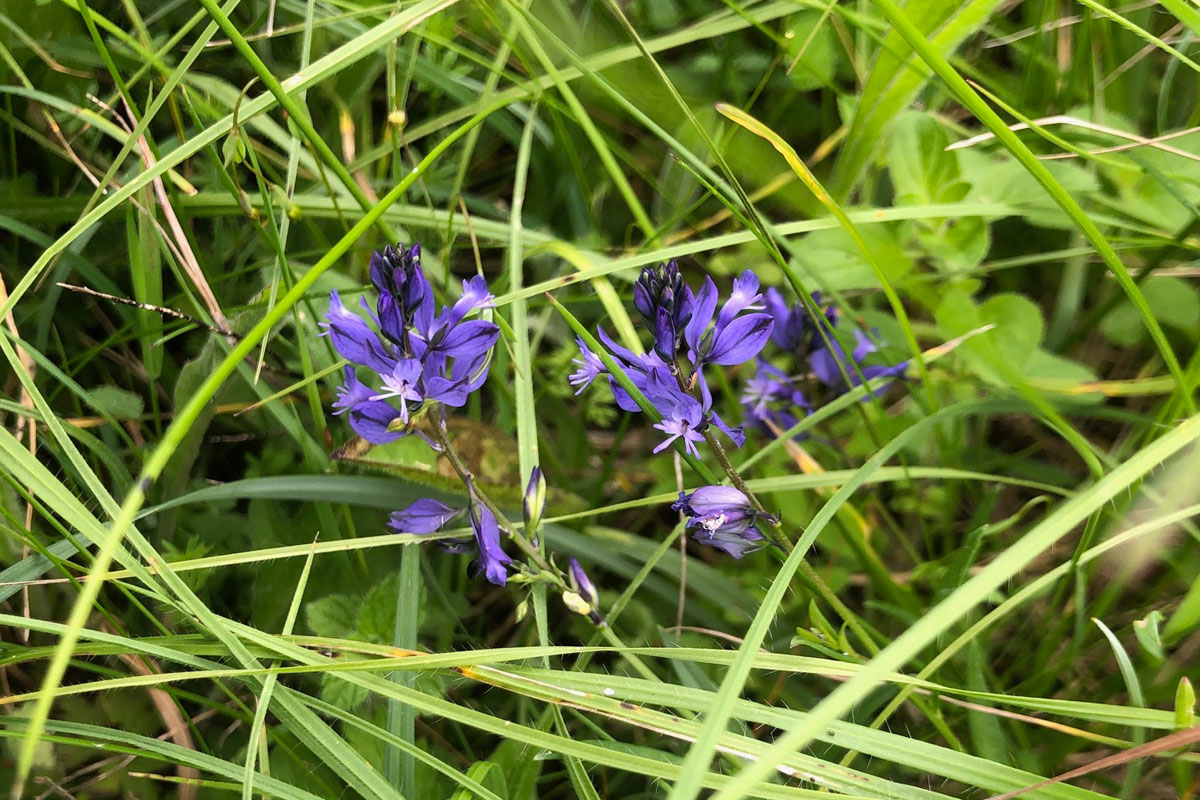 wild flowers – Kent walks near London