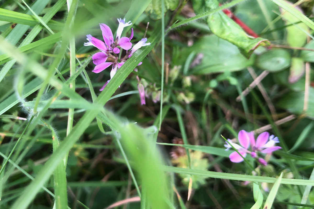 wild flowers – Kent walks near London