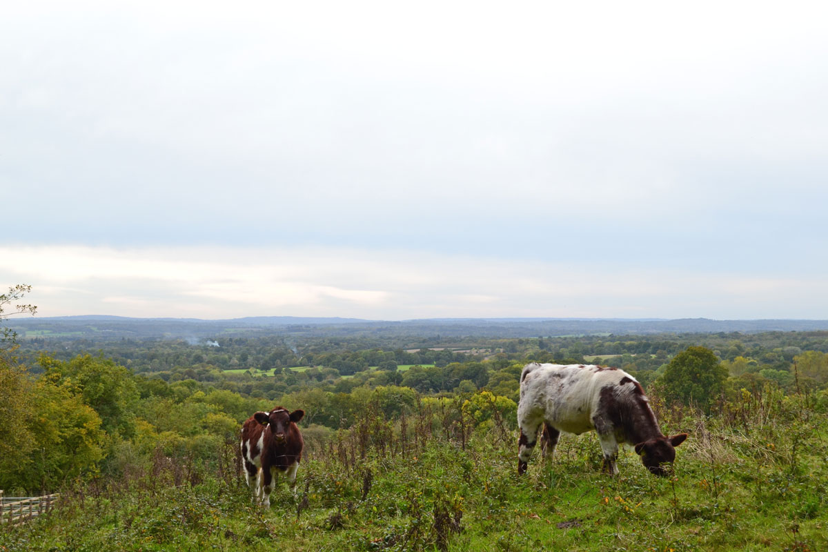 Passing cows in fields – Kent walks near London