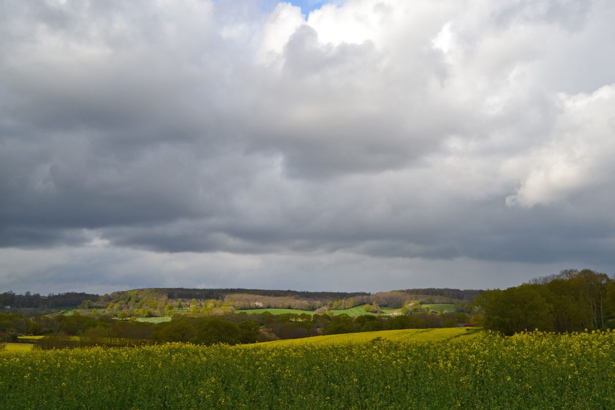 Cuckoo birds and flowers on the Bore Place/ Bough Beech route – Kent ...