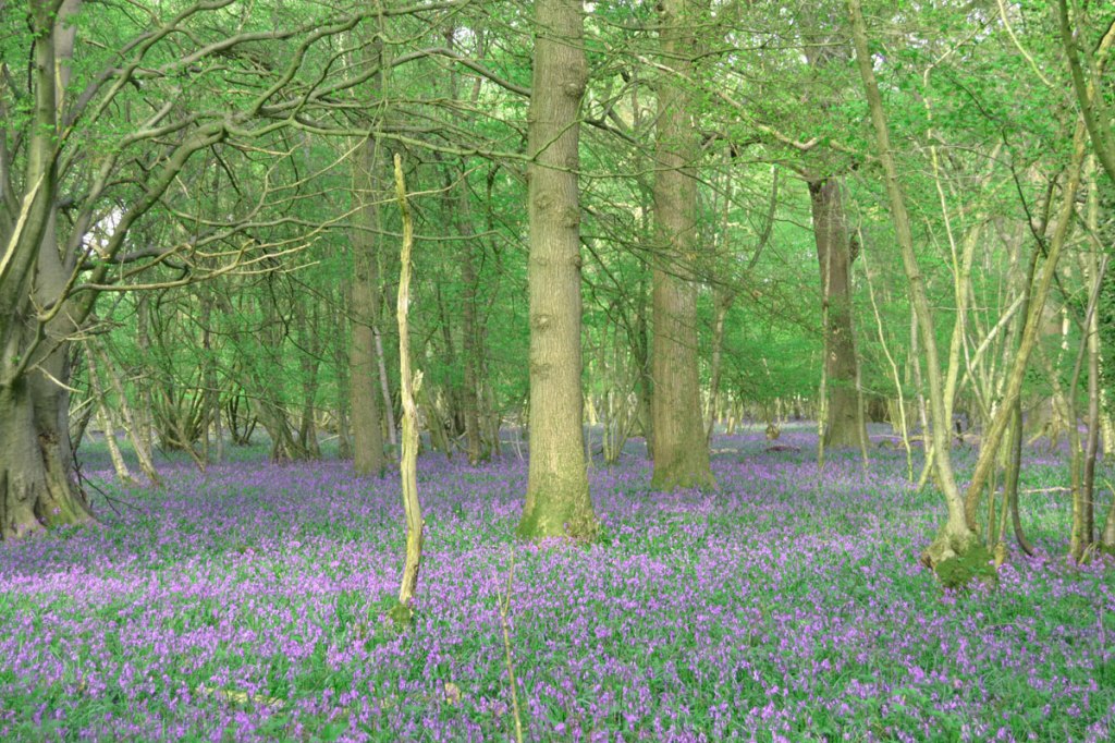 Kent walks near London – A hopefully useful guide to walks within reach ...