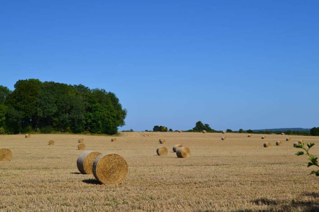 Kent walks near London – A hopefully useful guide to walks within reach ...